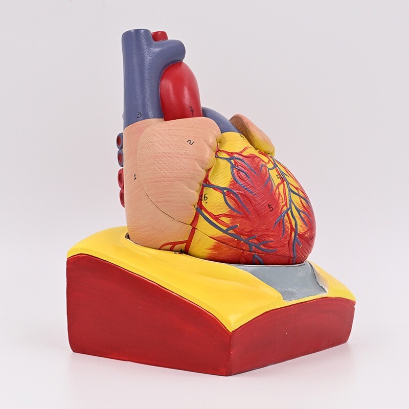1:1 life size Heart Anatomy Model 3 Parts Arteriovenous and valve ...