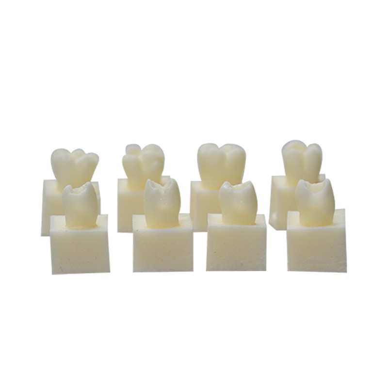 8Pcs/Set Dental Teaching Permanent Tooth Model Teeth Composite Resin ...