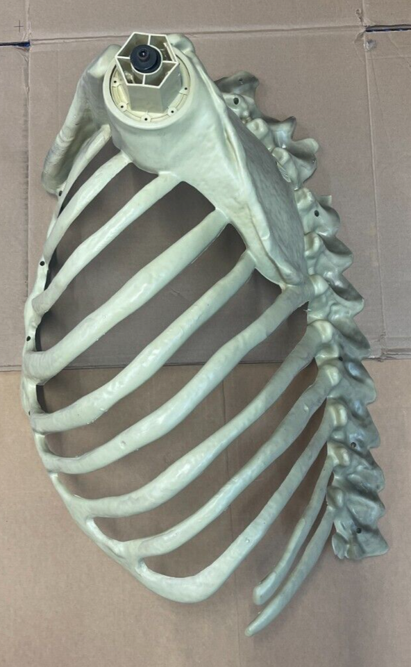Home Depot 12ft Skeleton Replacement LEFT SIDE Rib Cage Repair Part 12 ...