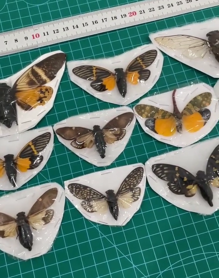 10 Cicada Beetle Real Insect Preserved Taxidermy Butterflies Dried ...