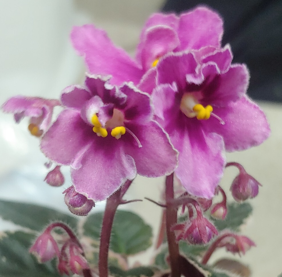 African Violet Plant - Hortense's Country Rose ~ Variegated miniature ...