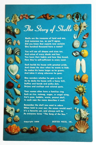 Story of Shells Sea Beach Postcard 1956 UNP Poem Seashells Dexter Press ...