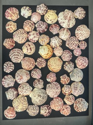 Florida Siesta Key Gulf Calico Scallop Shells, 50 Count, Assorted Sizes ...
