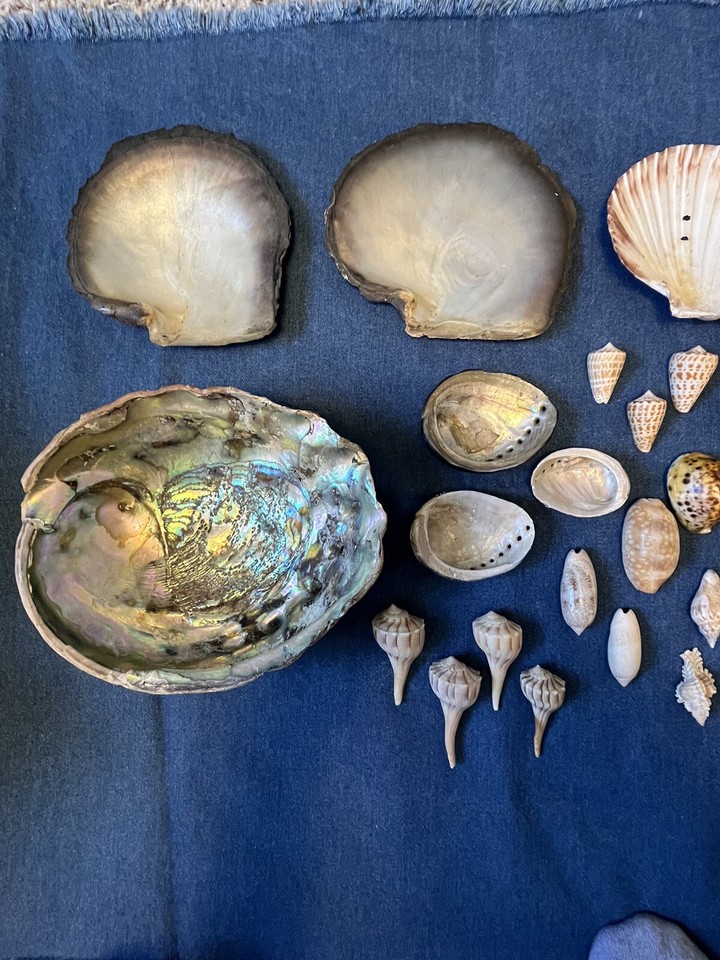 Assortment Of Vintage Sea Shell/Seashells - Abalone - Clam | eBay