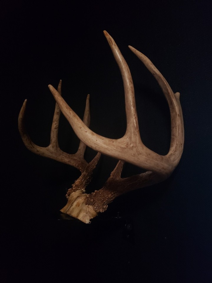 120" Whitetail Deer 8 Point Buck Antler Taxidermy Horns Shed Cabin ...