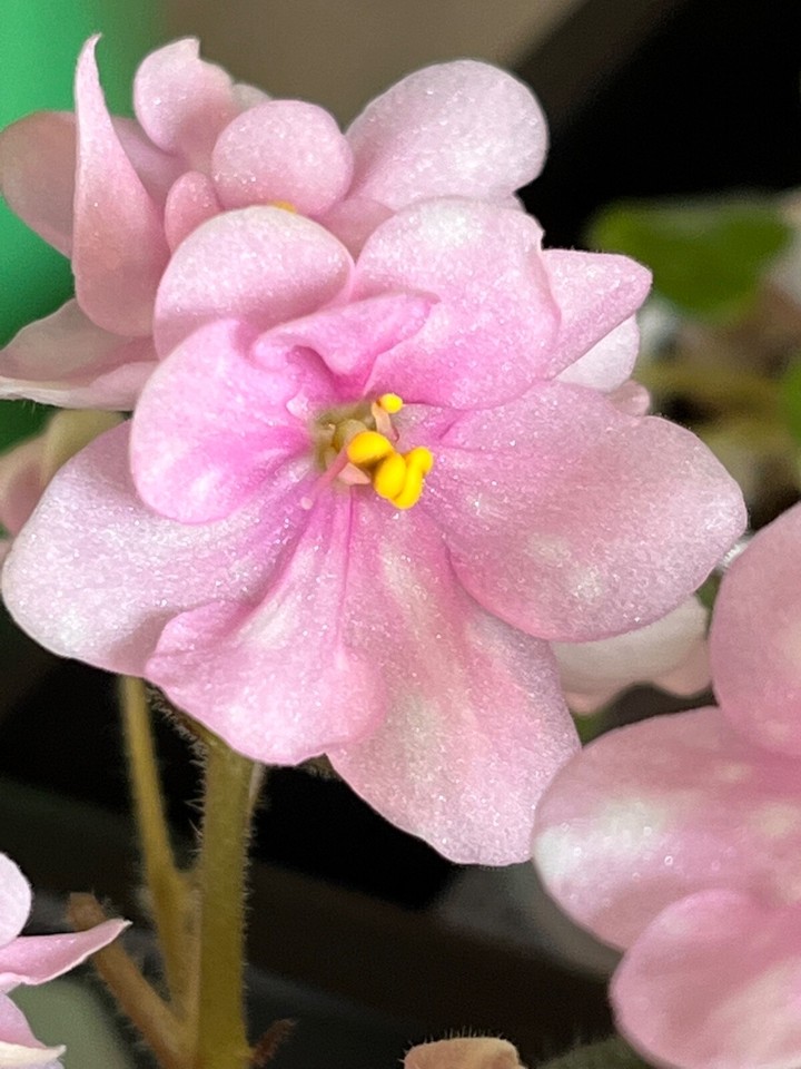 Hunter's Dew Drops African Violet Plant, Puff Fantasy, Semimini !! | eBay