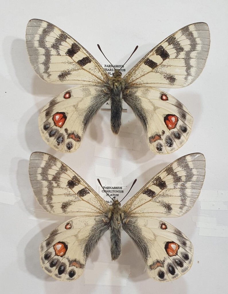 PARNASSIUS CHARLTONIUS PLATON lot 2 males from TAJIKISTAN | eBay