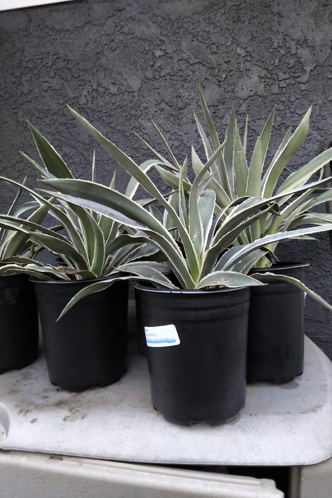 AGAVE ANGUSTIFOLIA MARGINATA VARIEGATED 10" Caribbean Agave LARGE live ...