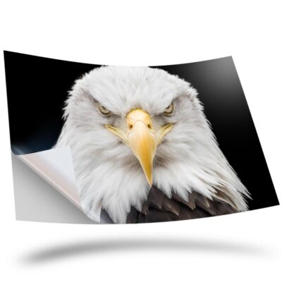 1 x Vinyl Sticker A1 - American Bald Eagle Bird of Prey #44081 | eBay UK