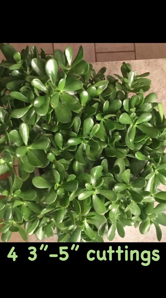 SALE JADE PLANT/ MONEY SUCCULENT / LUCKY PLANT for 4 CUTTINGS SIZE 3 ...