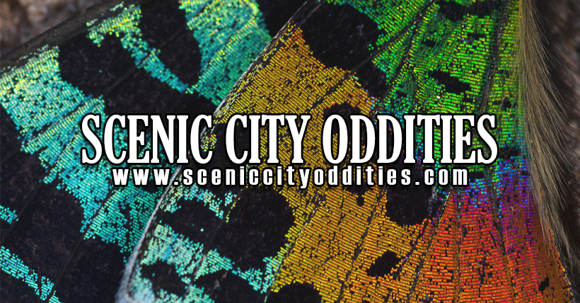 Scenic City Oddities | eBay Stores