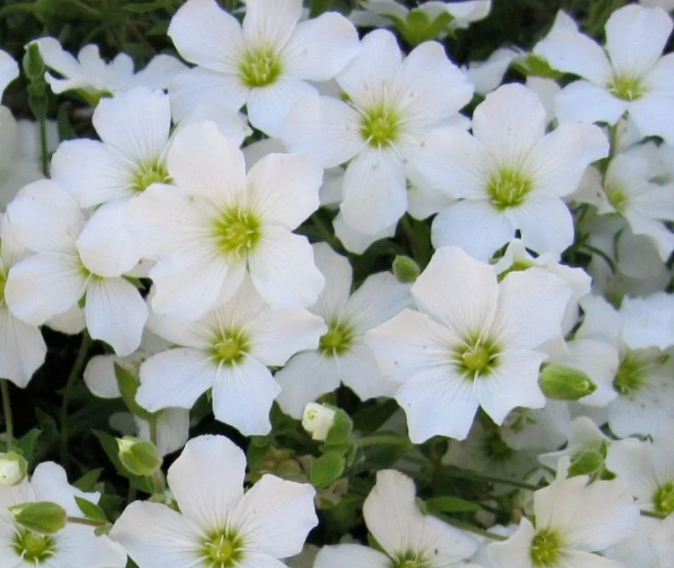 Arenaria Montana Perennial Trailing Alpine Plant 3 Plants in 9cm Pots ...