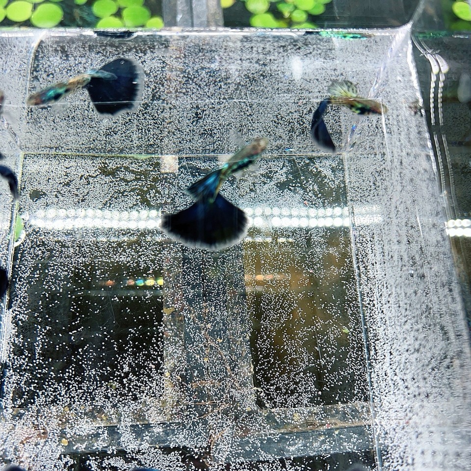 10 + 2 live guppy Fry - Galaxy Blue Tail- Live Guppy fish USA seller | eBay