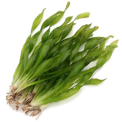 Vallisneria Asiatica Asian Grass Plant Aquarium Twisted Tropical Live ...