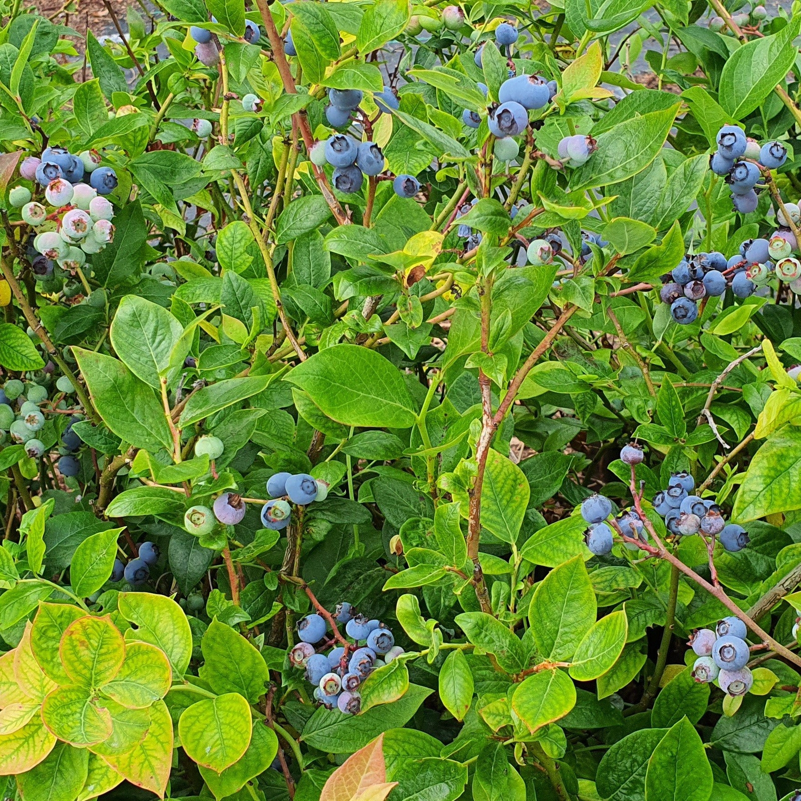 Amerikanische Heidelbeere Patriot 1L - Festes und saftiges ...