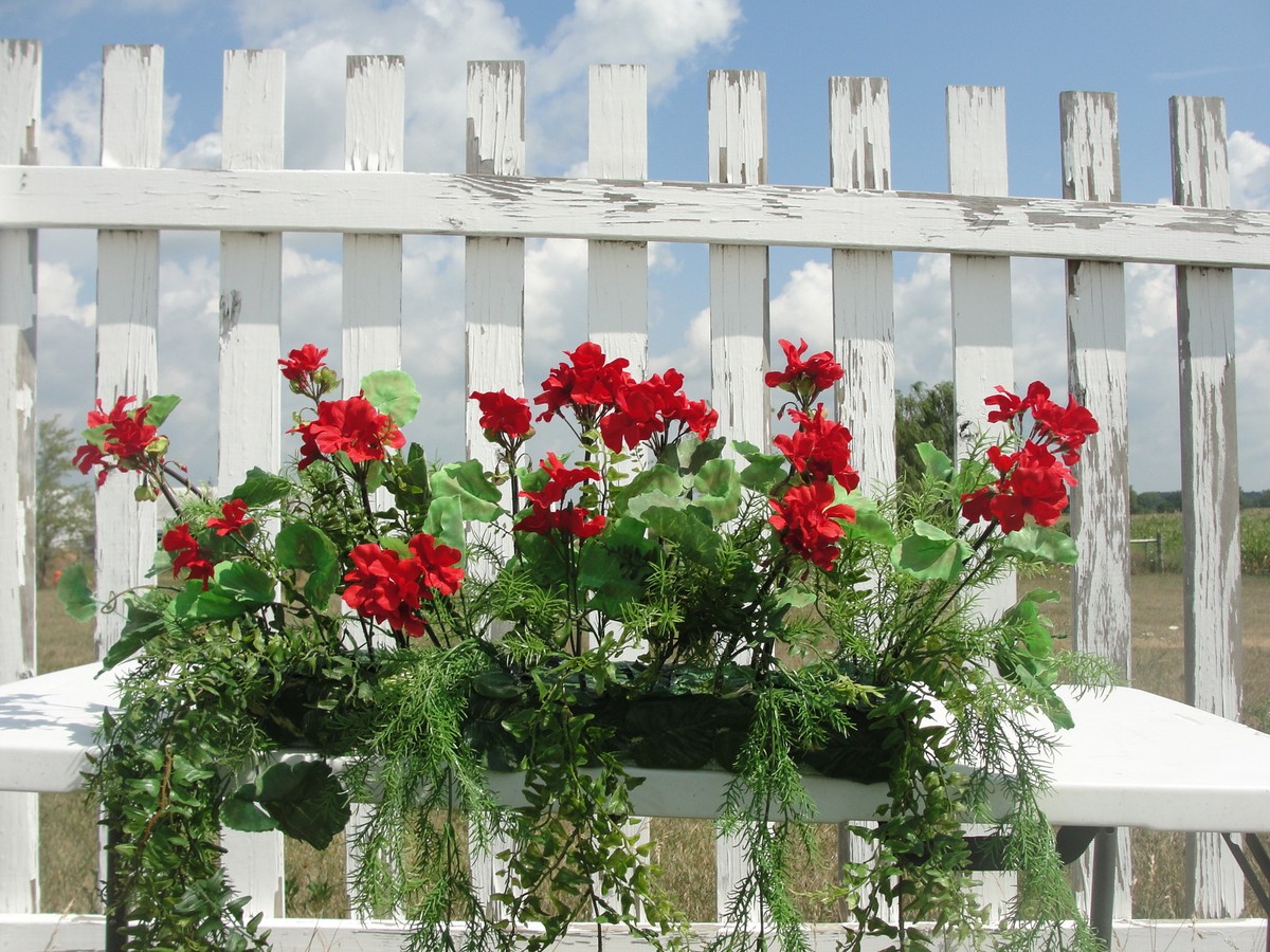 Red Geraniums Window Box Planting Geranium Flowers Into Window Box At