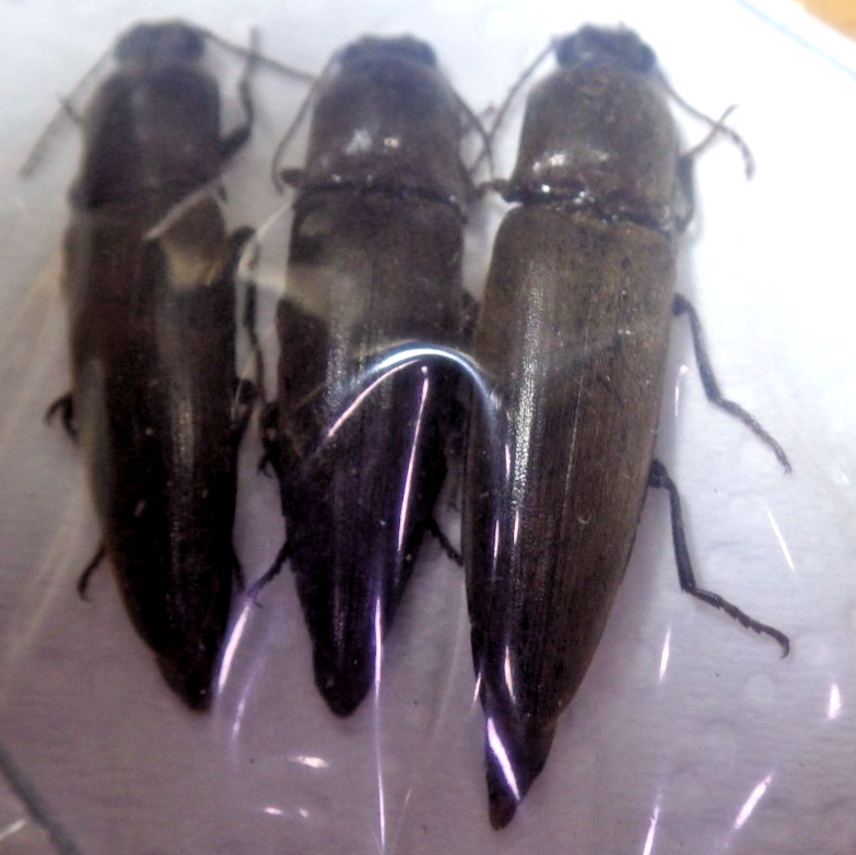 3X Large Click Beetles Orthostethus infuscatus Elateridae Coleoptera SE ...