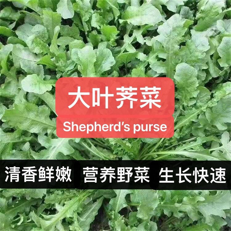700+Shepherd's Purse Capsella Bursa-pastoris Ji Cai Naengi seeds 700 ...