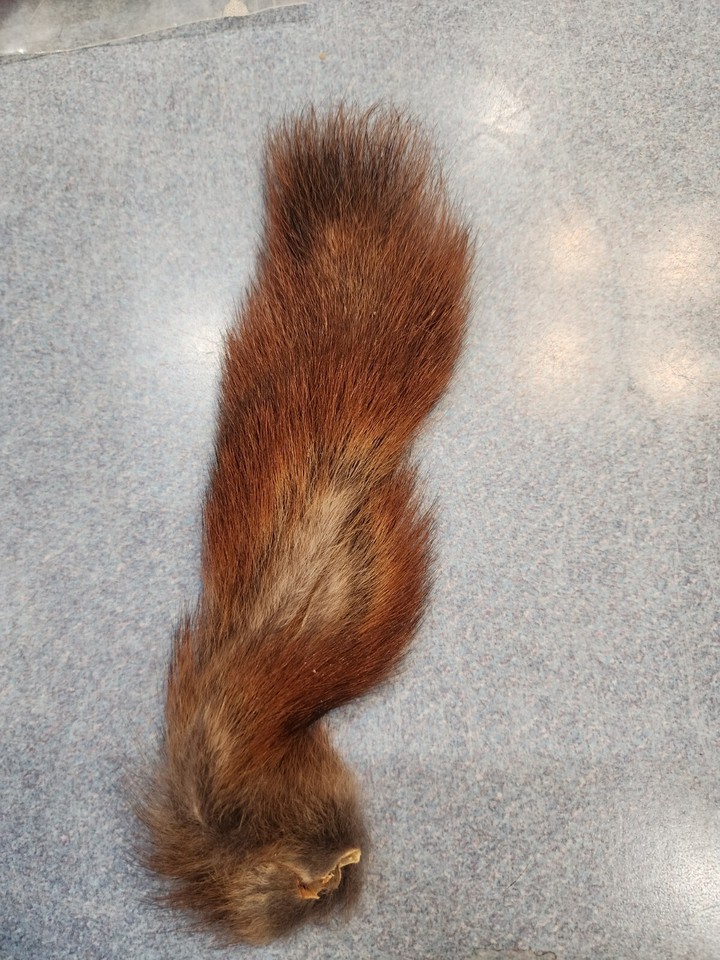 Natural and Dyed Grey Fox Squirrel Tail Fur Hair | eBay