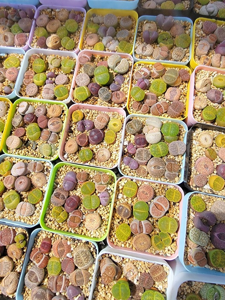 Lithops (10 pcs) mixed color | eBay