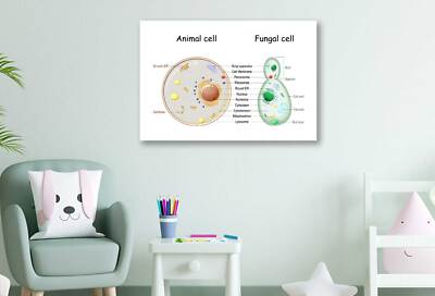Animal Cell & Fungal Cell Anatomy Plastic Poster Ready to Hang | eBay ...