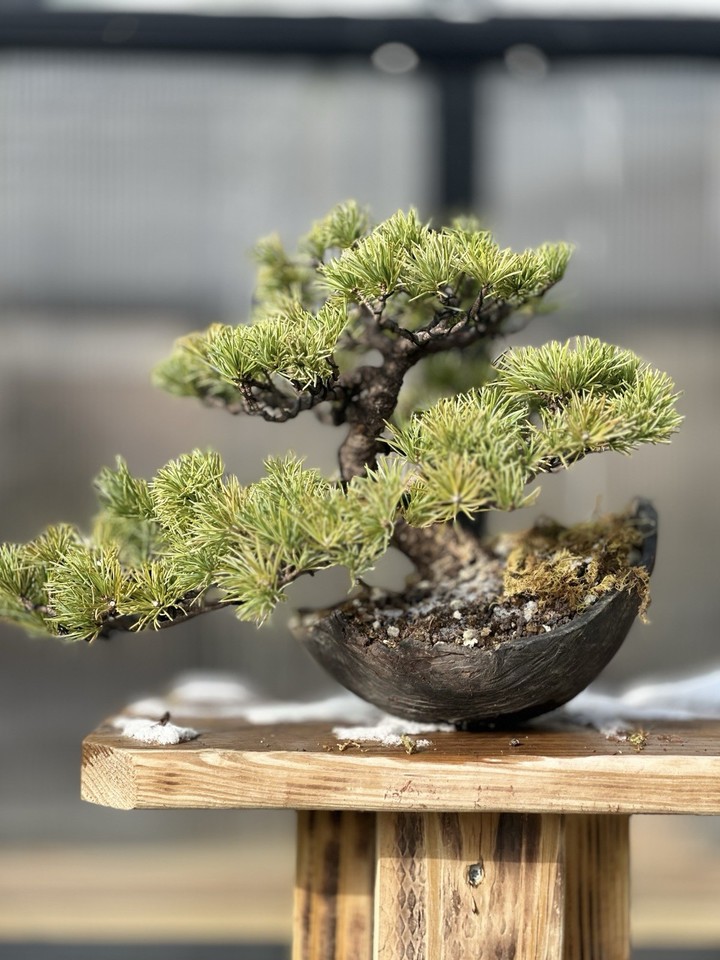 Japanese Shohin Nasu White Pine, On High Quality Moon Pot | eBay