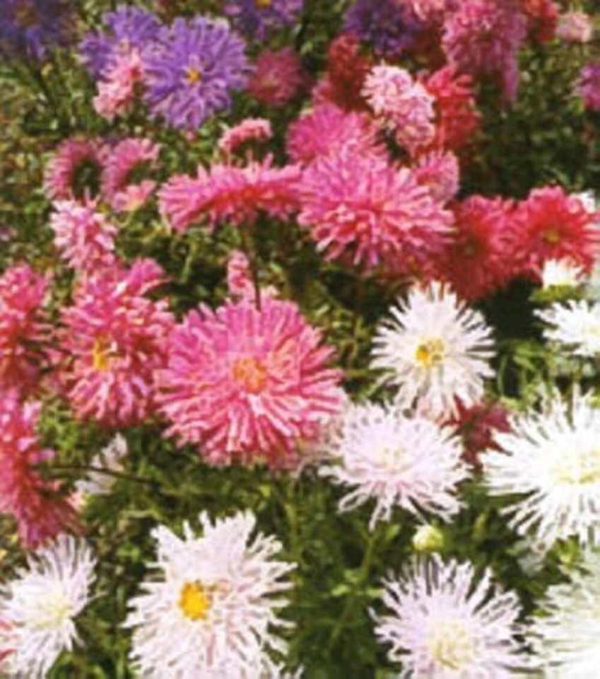 50 MIXED OSTRICH PLUME ASTER Feather Spider Callistephus Chinensis ...