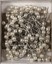 Pearl Corsage Pins 1 1/2" Craft Pins 288 Pieces Per Box White 38422 ...