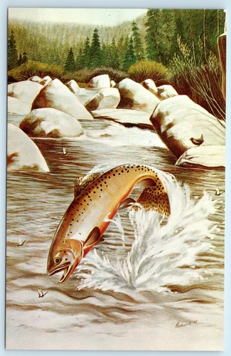 POSTCARD Native Cutthroat Trout New Mexico State Fish Cold Mountain ...
