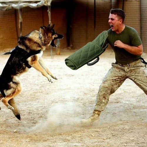 Dog Bite Sleeve Agility Training Arm Protection Young Dog Tug Biting ...