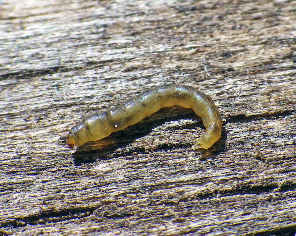 Cream Midge Larva - San Juan Special - Trout Fly Fishing Flies Lot | eBay