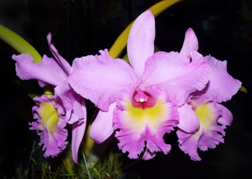 Cattleya Orchid Division. Blc. Margaret L. Vidulich 'Marie Ann' HCC/AOS ...