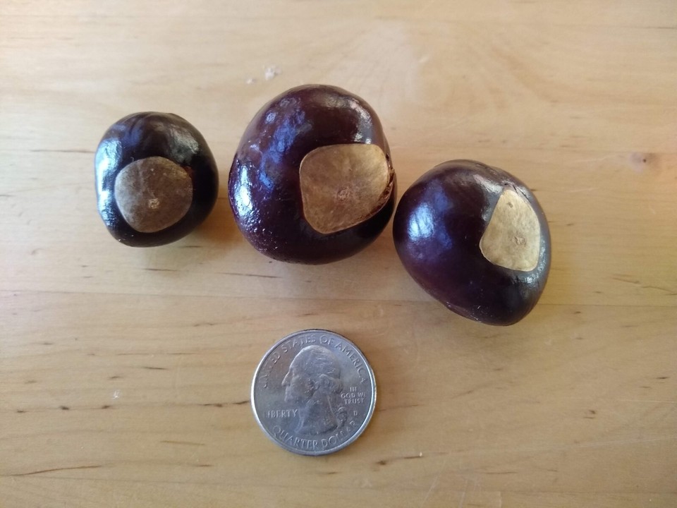 Texas Buckeye Seed ~ Native Tree ~ 3 to 100 Fresh Seeds | eBay