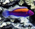Orange Back Fairy Wrasse Medium - Live Saltwater Fish - | eBay
