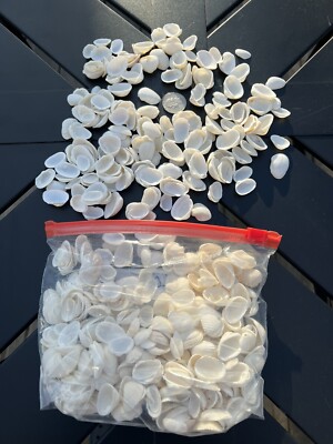 Small Snow White Clam Shells 1/2-1 inches 250 Pieces Lot Wedding Crafts ...