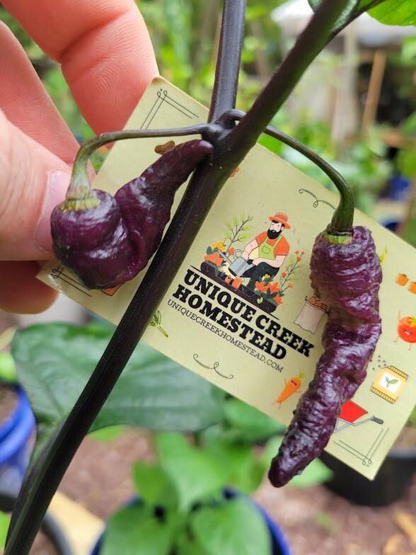 PURPLE DREAM Pepper 25 Seeds 700,000+ Scoville SHU Beautiful Purple ...