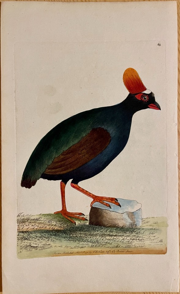 1789 Violaceous Partridge Shaw & Nodder Hand Colored Copperplate ...