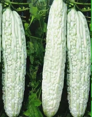 10+White Skin Bitter Gourd seeds Bitter melon Seeds Ku Gua Seeds Asian ...