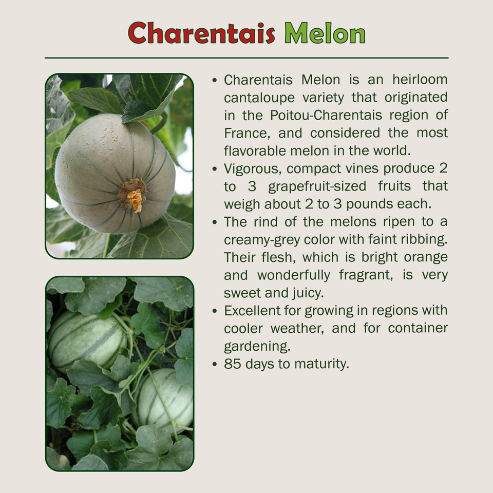 40 Charentais Melon Seeds, French Heirloom Cantaloupe, Non-GMO, Genuine ...