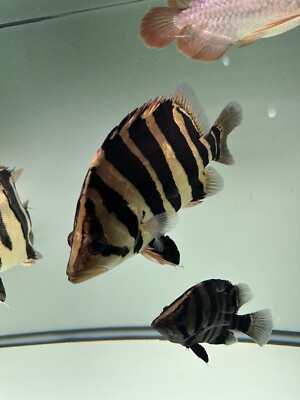 Datnoid 10inch Sumatra | eBay