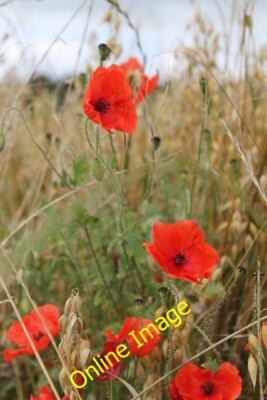 Photo 6x4 Poppies at Wortley Bromley/SK3298 Poppies growing in fields ...
