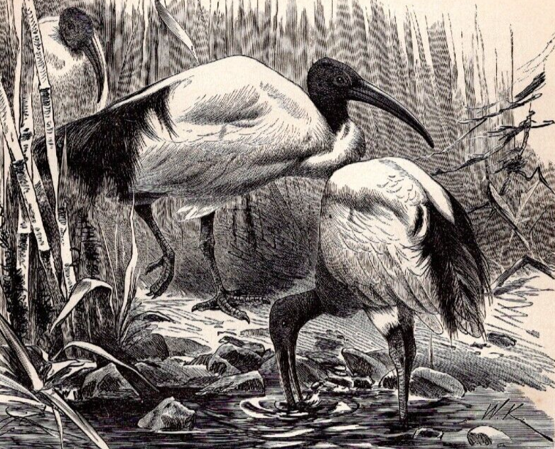 Ibis Bird Drawings White Faced Ibis – Huntington Beach Tree Society