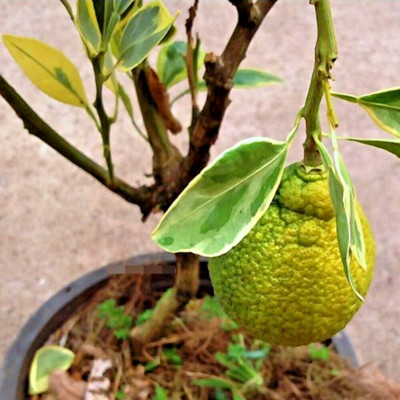 Dekopon Orange Variegated Grafted Plant Fruit Tree Tropical Unique Rare ...