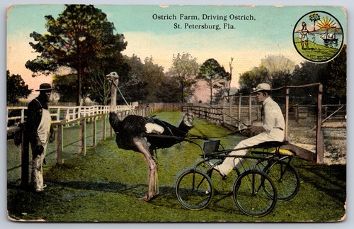 St Petersburg Florida~Ostrich Farm~Man Driving Ostrich~Black Worker ...