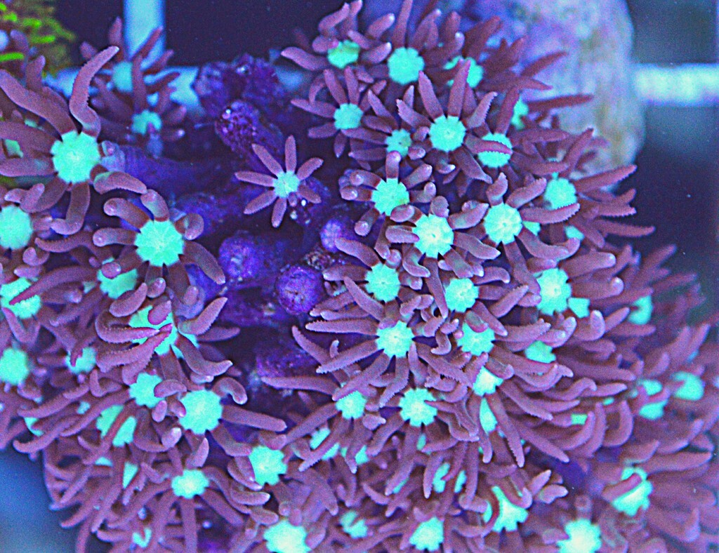 Soft Corals For Beginners