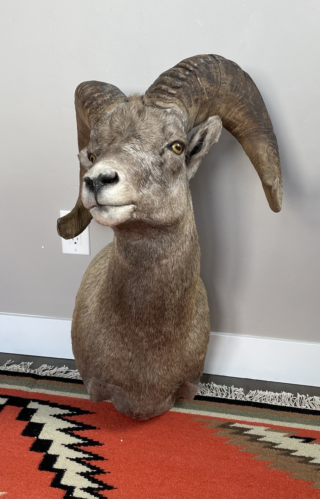 Bighorn Sheep Mount | eBay