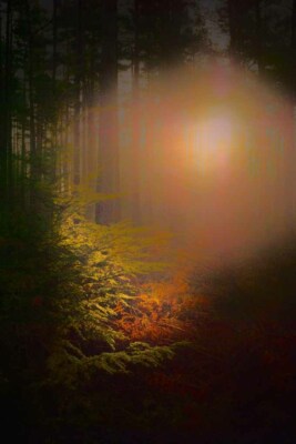 Autumn Trees Wokefield Common Berkshire England Photograph Picture ...