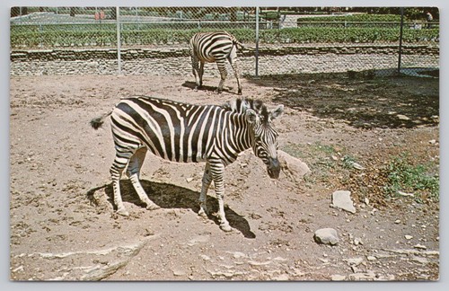 Buffalo New York, Zebras at Buffalo Zoo, Vintage Postcard | eBay