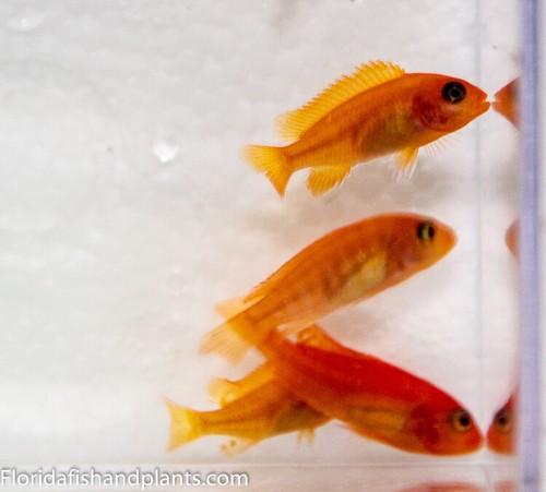 Cherry Red Zebra, Metriaclima callainos Mbuna, African Cichlid ...