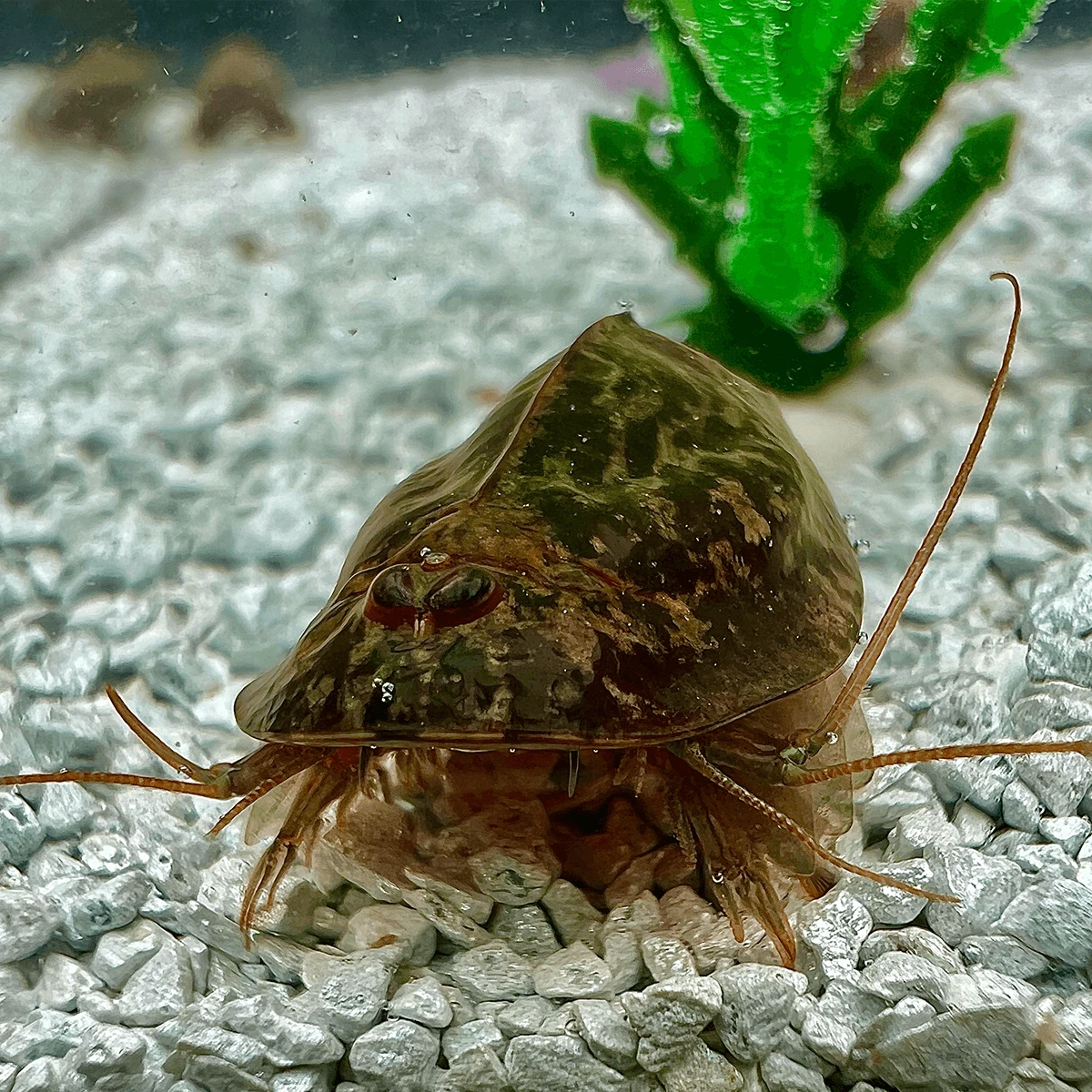 Triops
